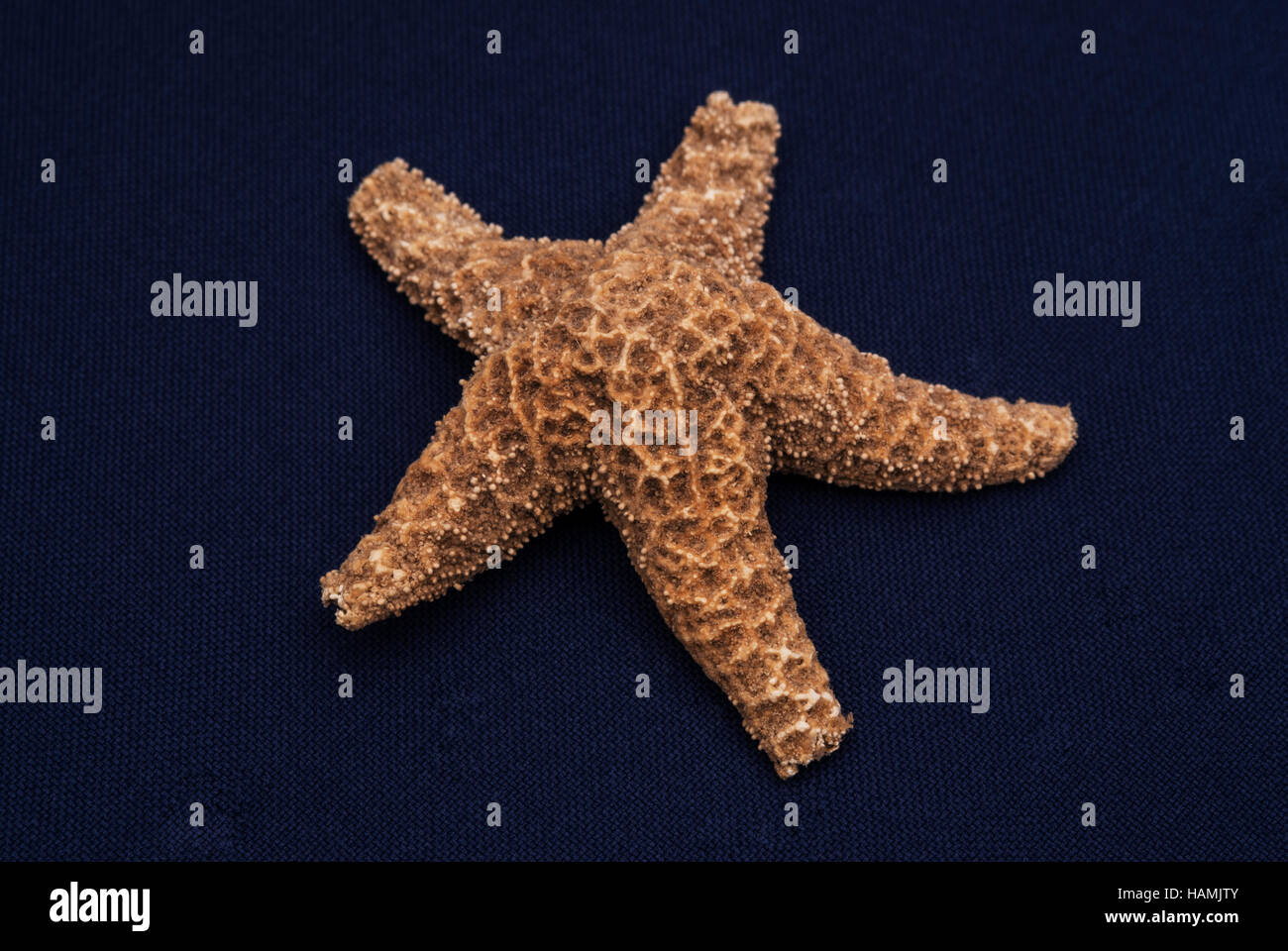 Star on fish hi-res stock photography and images - Alamy
