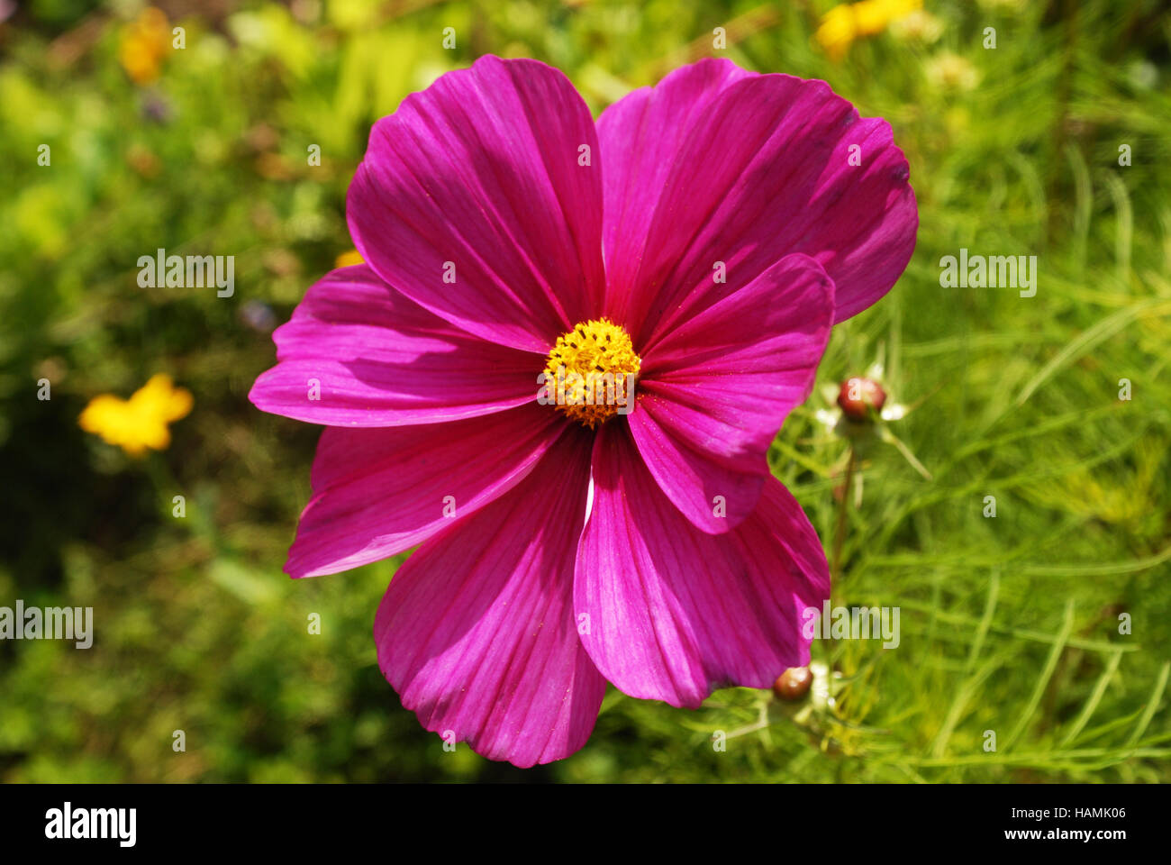 Cerise flower hi-res stock photography and images - Alamy