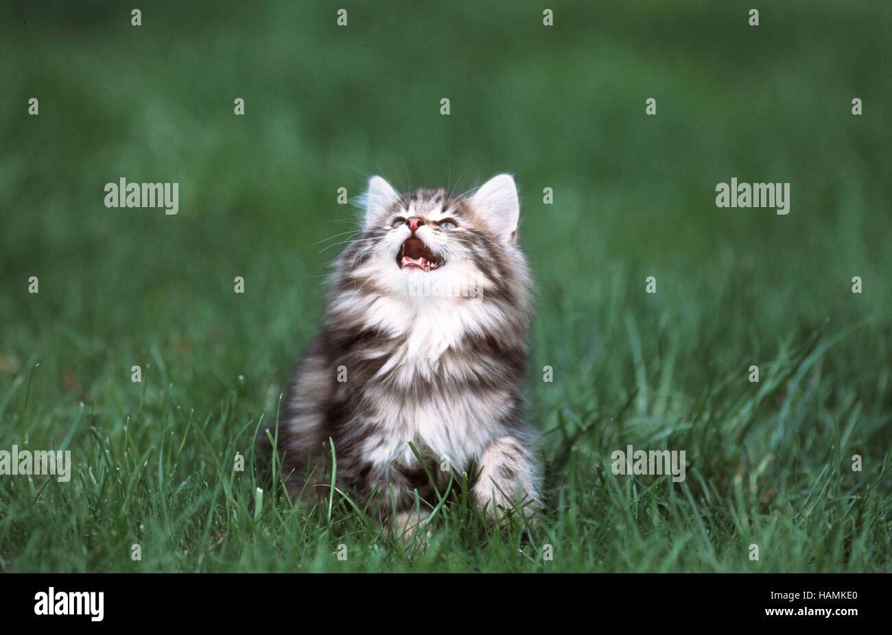 Mewl High Resolution Stock Photography and Images - Alamy