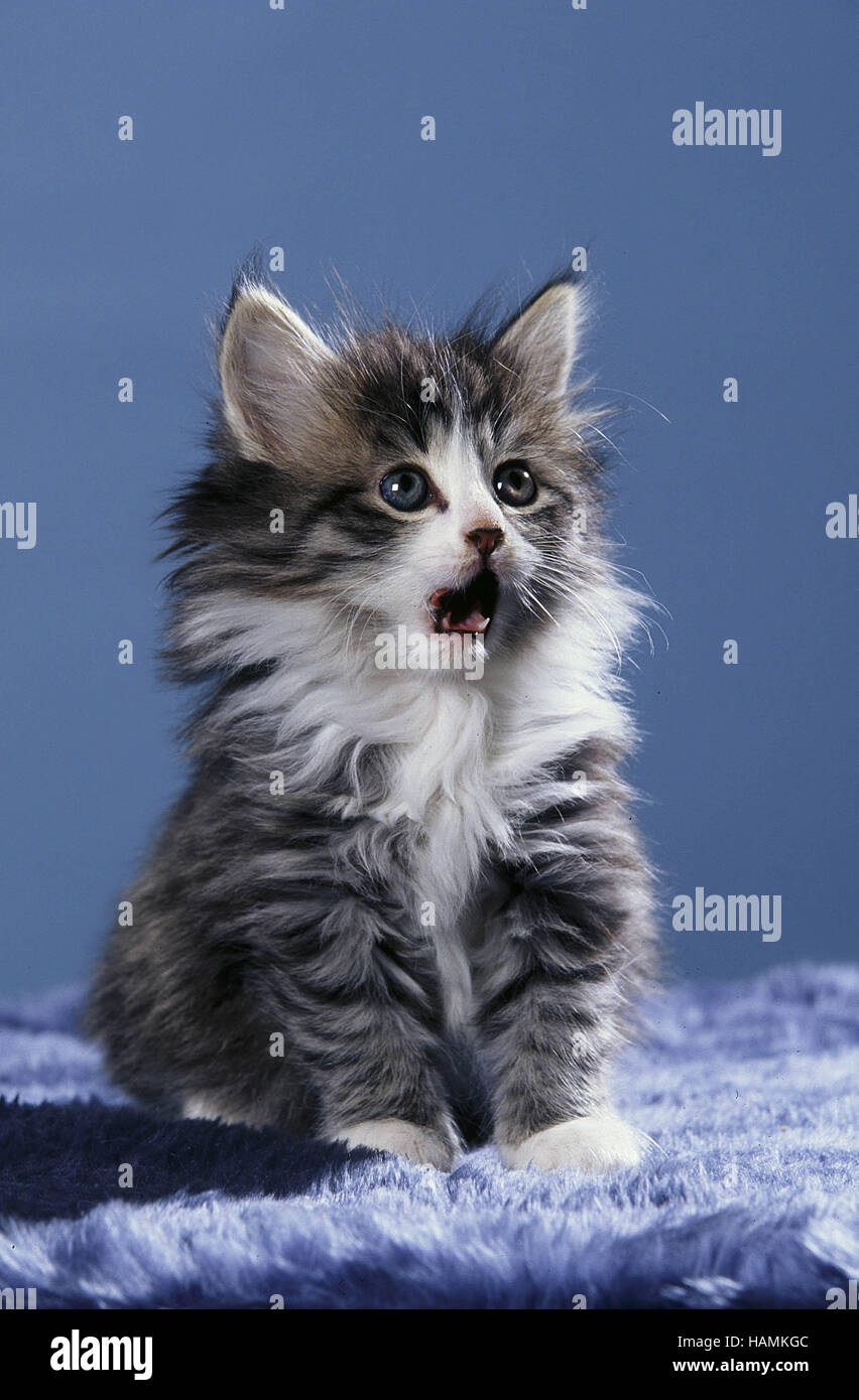 Mund katze hi-res stock photography and images - Alamy