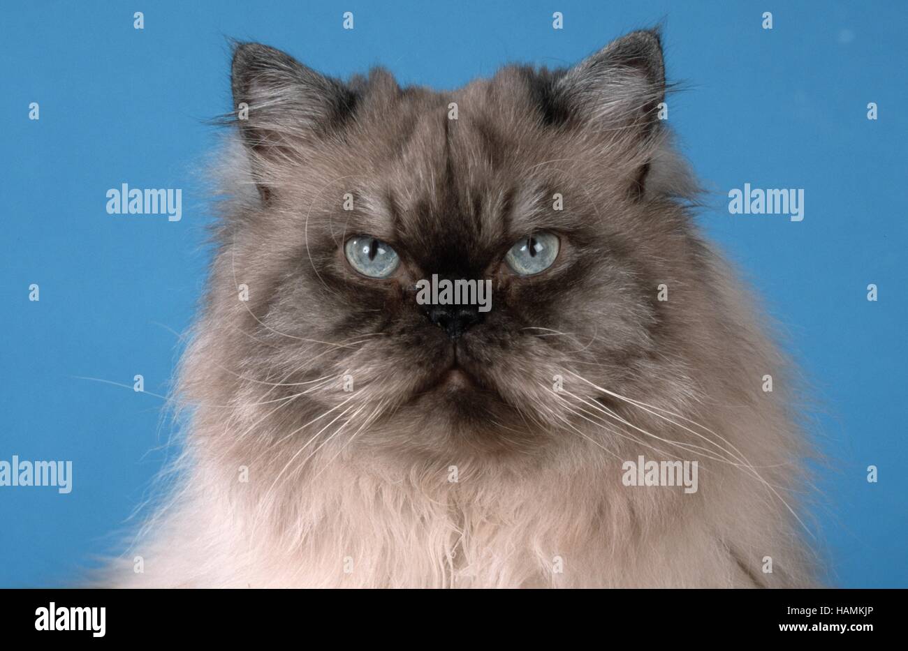 Colorpoint Longhair High Resolution Stock Photography and Images - Alamy