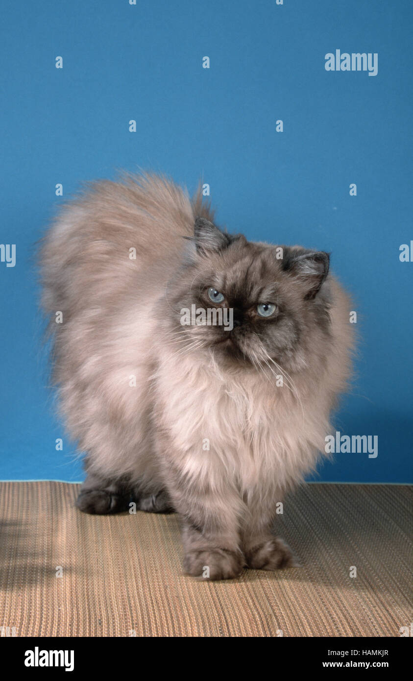 Colorpoint Longhair High Resolution Stock Photography and Images - Alamy