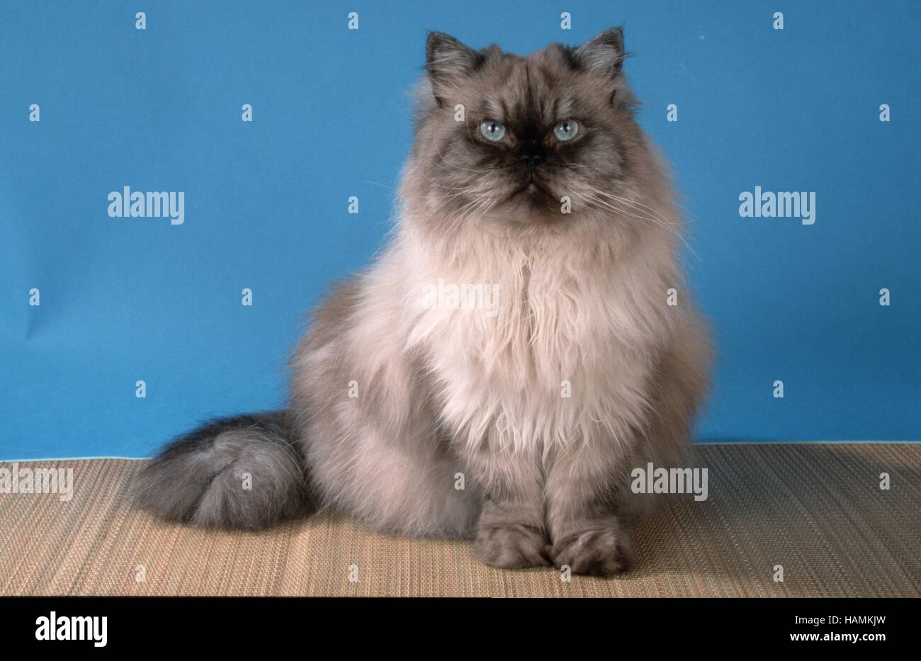 Colorpoint Longhair High Resolution Stock Photography and Images - Alamy