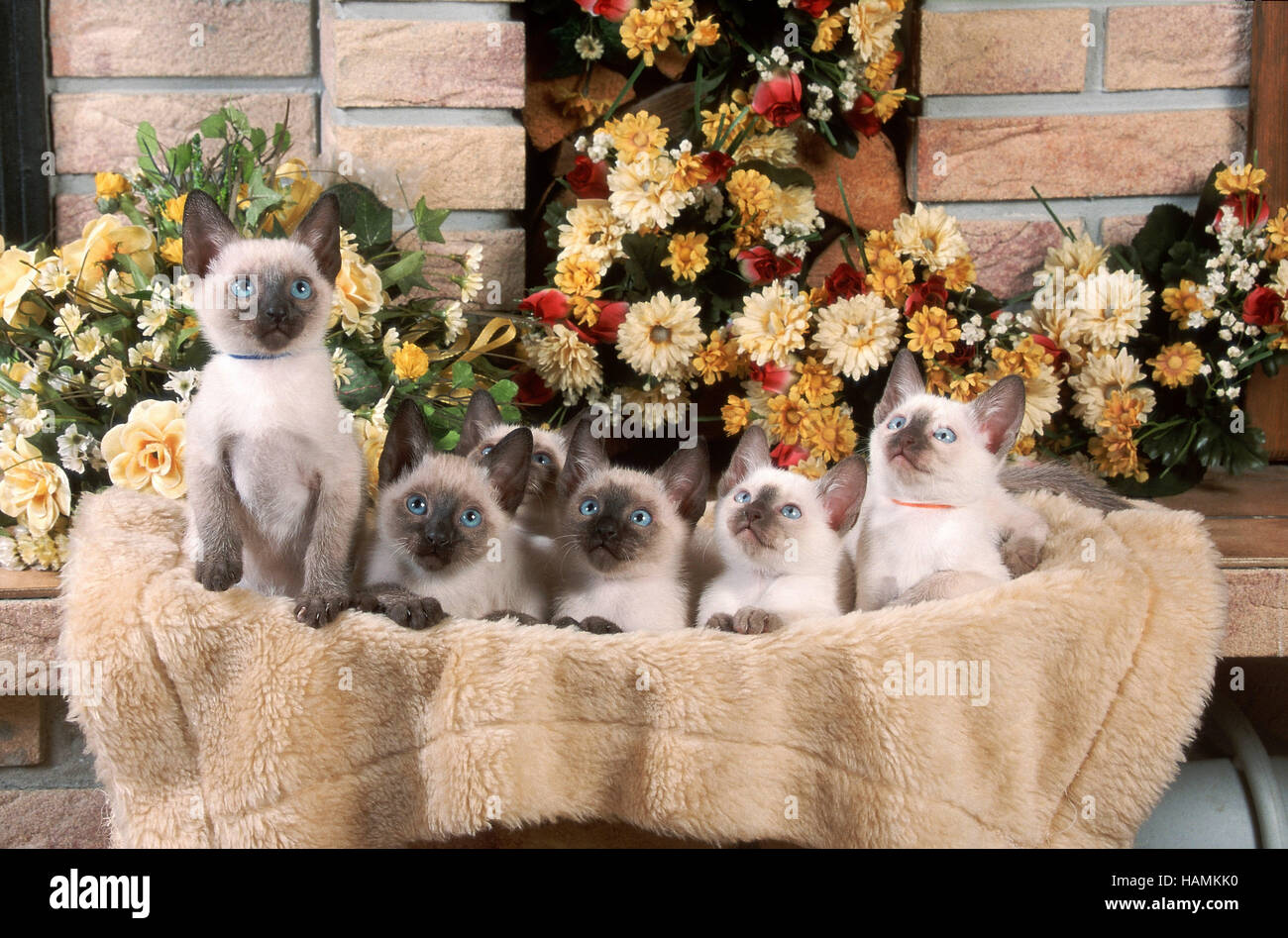 Classic Siamese Cat Stock Photo - Alamy