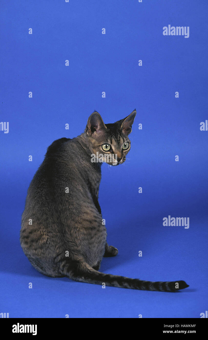 Devon rex katze hi-res stock photography and images - Alamy
