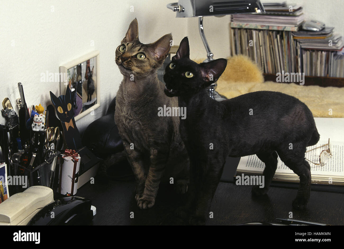 Devon rex katze hi-res stock photography and images - Alamy