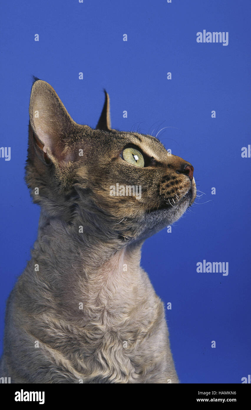 Devon rex katze hi-res stock photography and images - Alamy