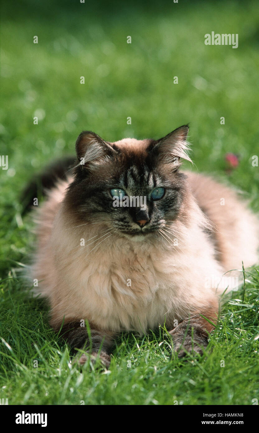 Ragdoll katze hi-res stock photography and images - Alamy