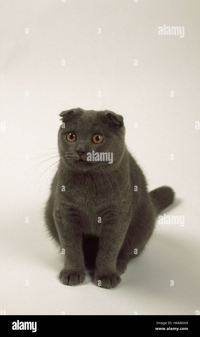 Schottische katze hi-res stock photography and images - Alamy