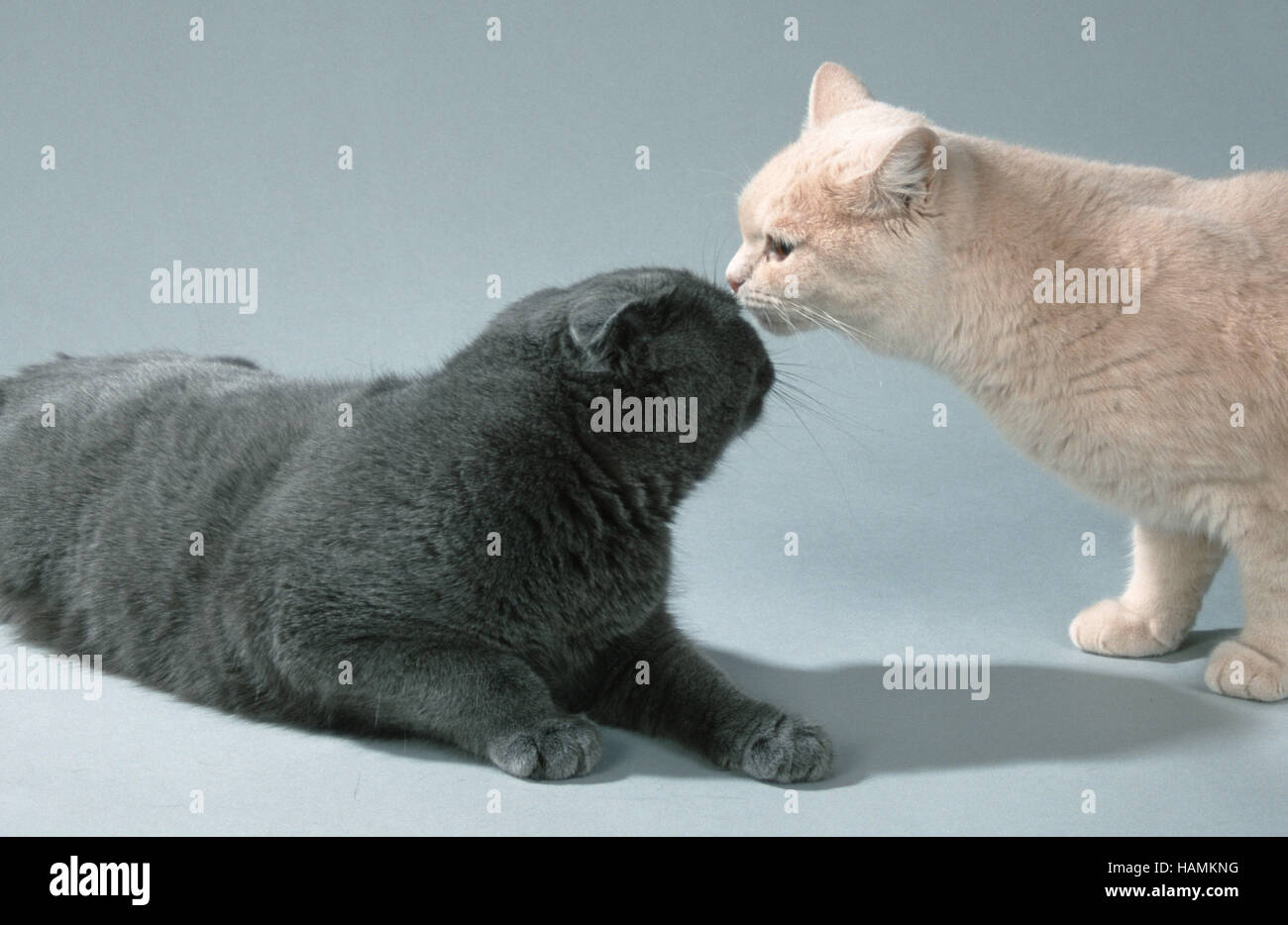 Scottish gatto hi-res stock photography and images - Alamy