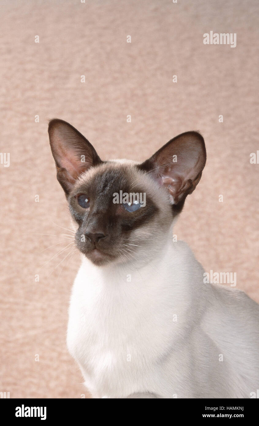 Siamese Cat / Siamkatze Stock Photo - Alamy