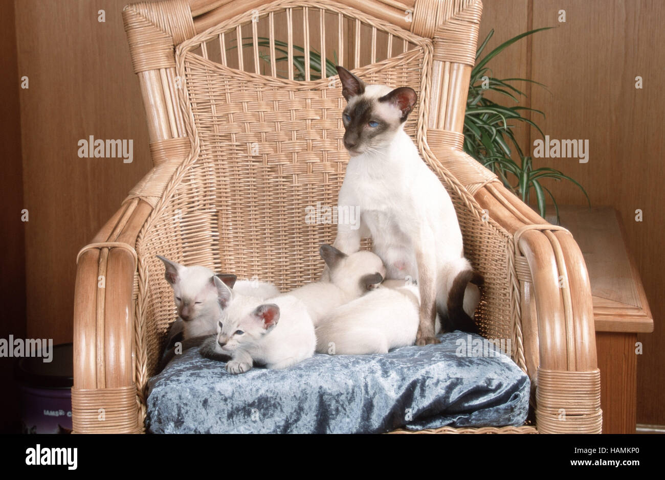 Siamese Cat / Siamkatze Stock Photo - Alamy