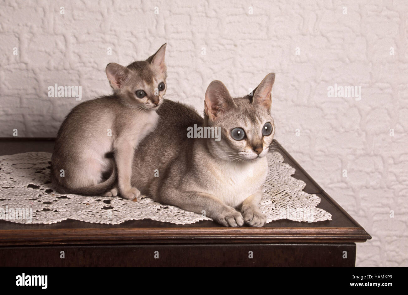 Singapura Cat High Resolution Stock Photography and Images - Alamy