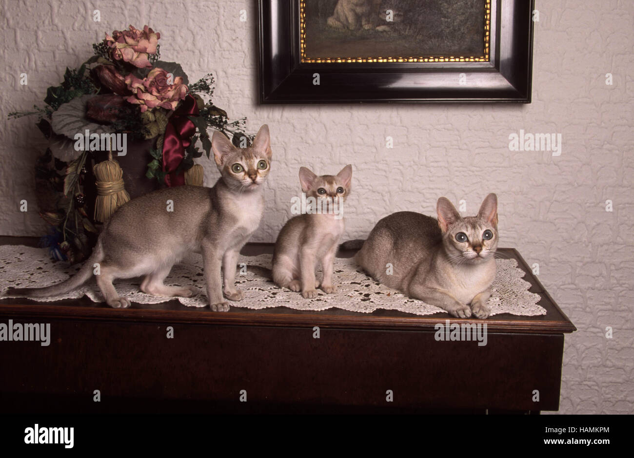 Singapura Cat High Resolution Stock Photography and Images - Alamy