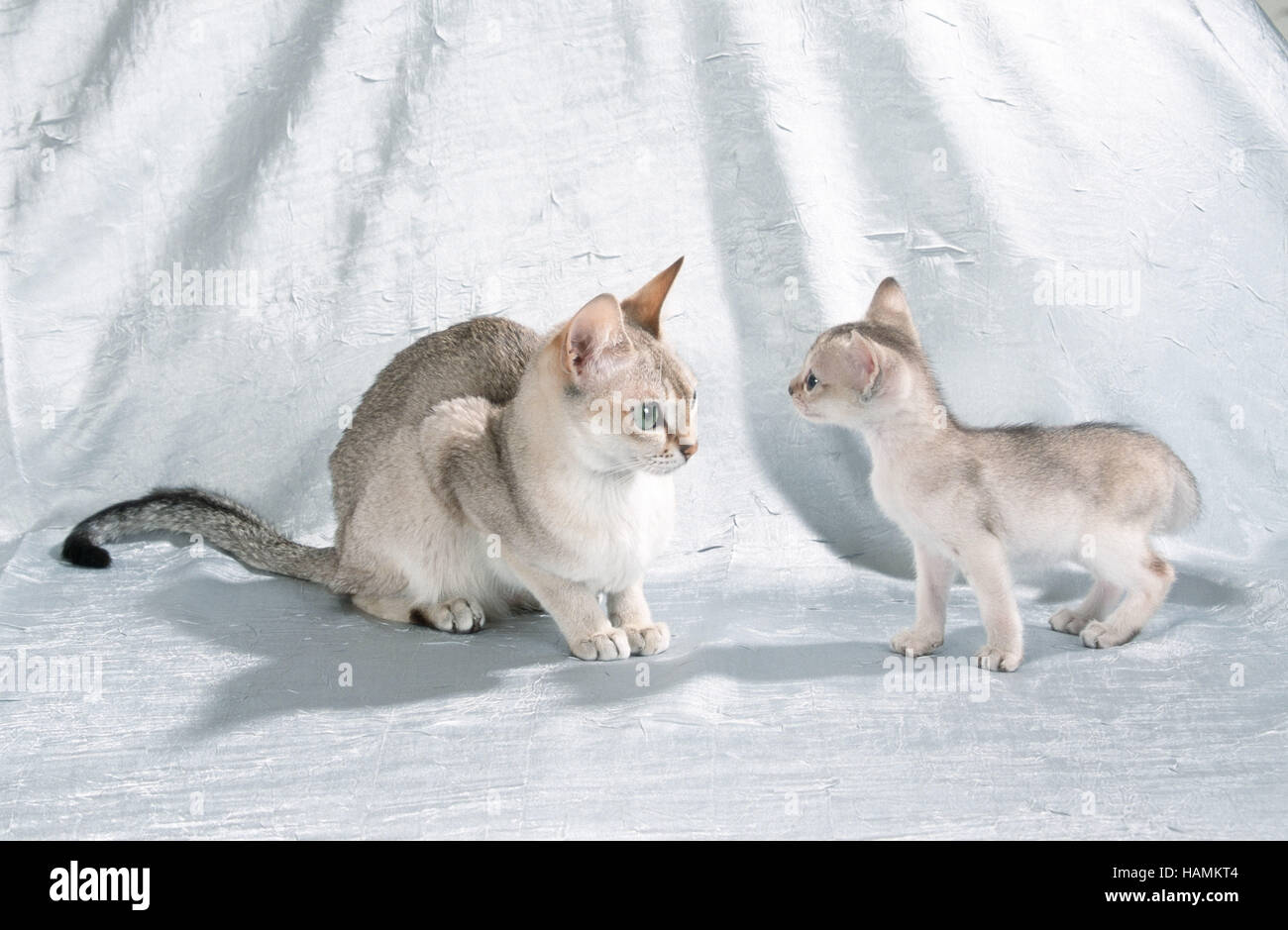 Singapura Cat / Singapurakatze Stock Photo - Alamy