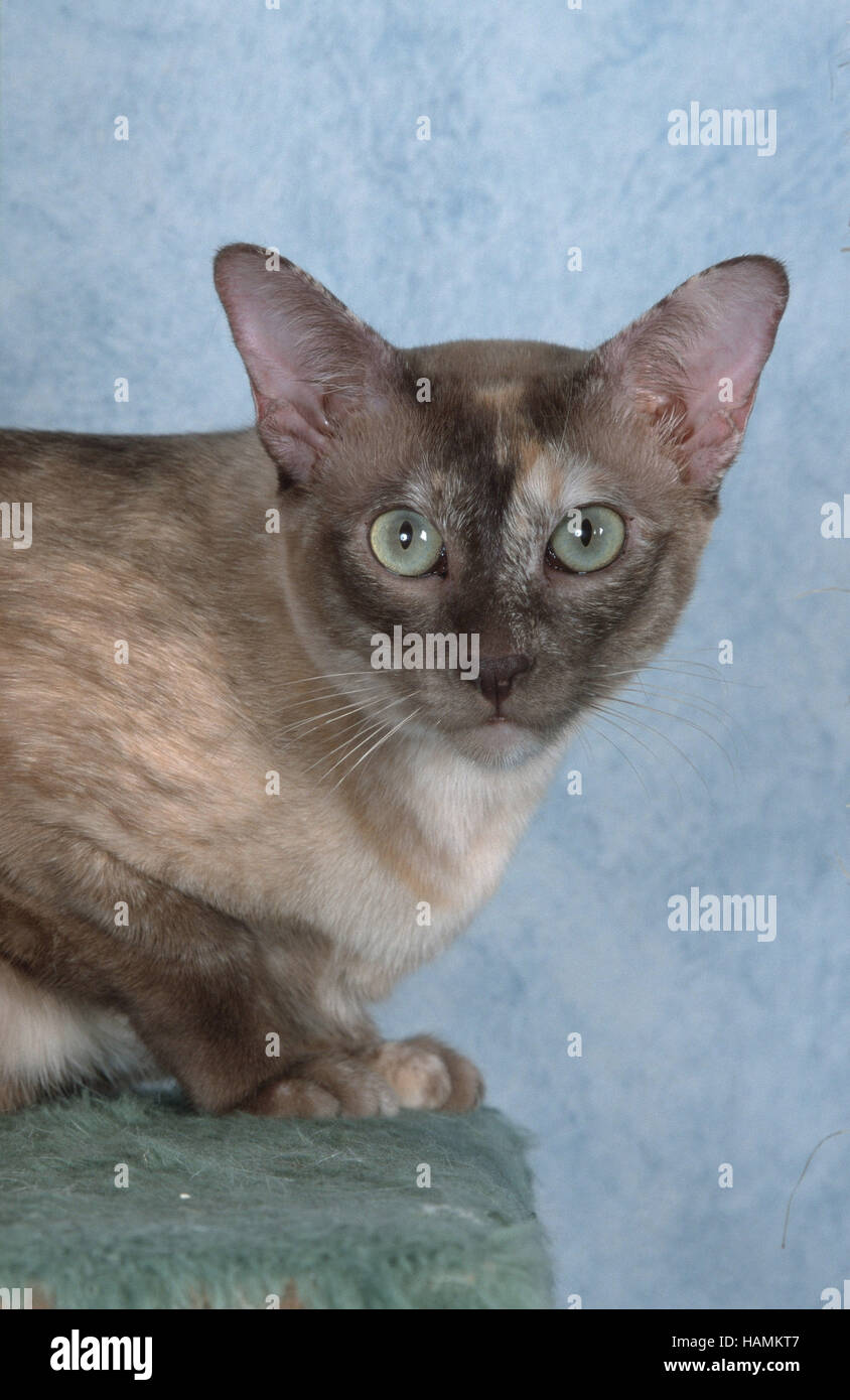 Tonkinese Cats High Resolution Stock Photography and Images - Alamy