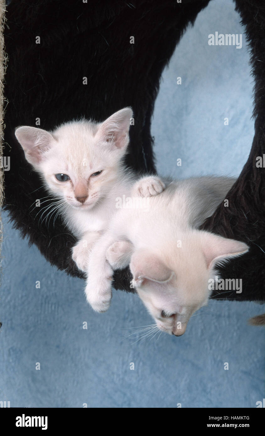 Tonkanese High Resolution Stock Photography and Images - Alamy