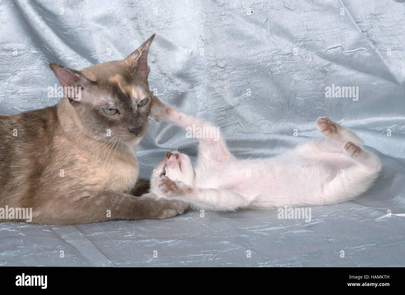 Tonkanese High Resolution Stock Photography and Images - Alamy