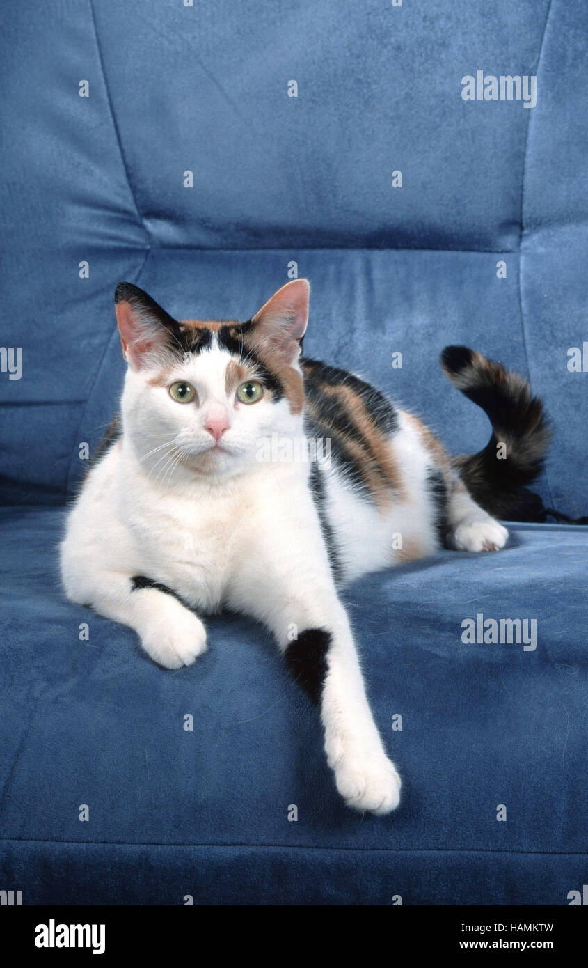 Liegende katze hi-res stock photography and images - Alamy