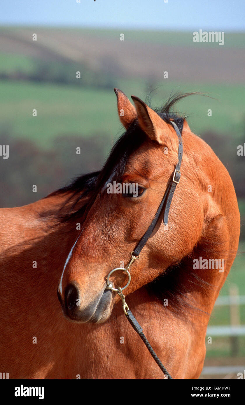 Criollos hi-res stock photography and images - Alamy