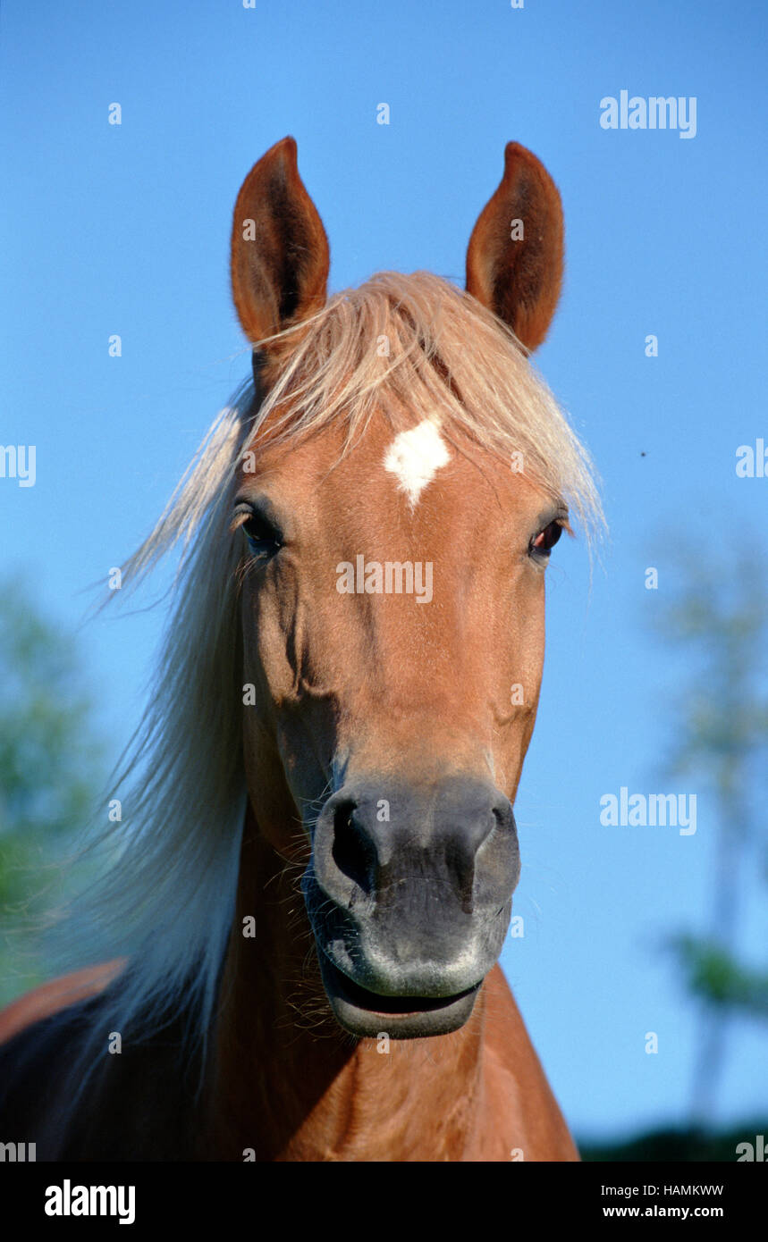 Finnhorse hi-res stock photography and images - Alamy