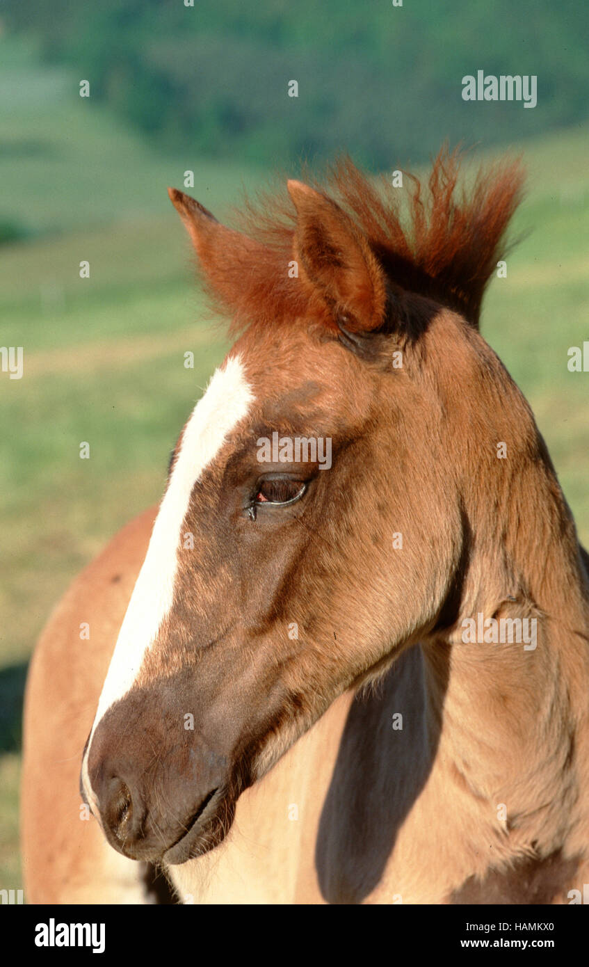 Finnhorse hi-res stock photography and images - Alamy