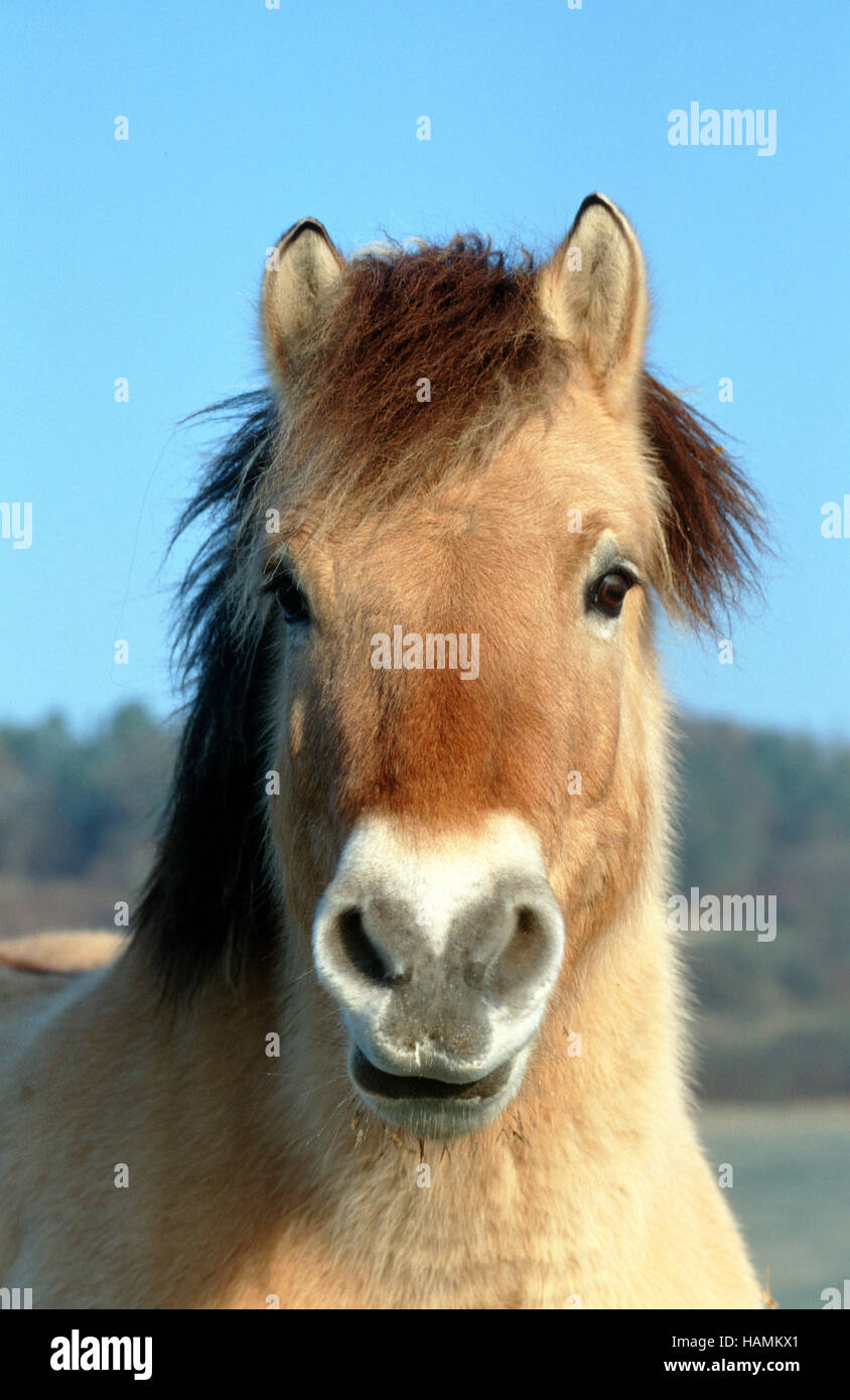 Norweger hi-res stock photography and images - Alamy