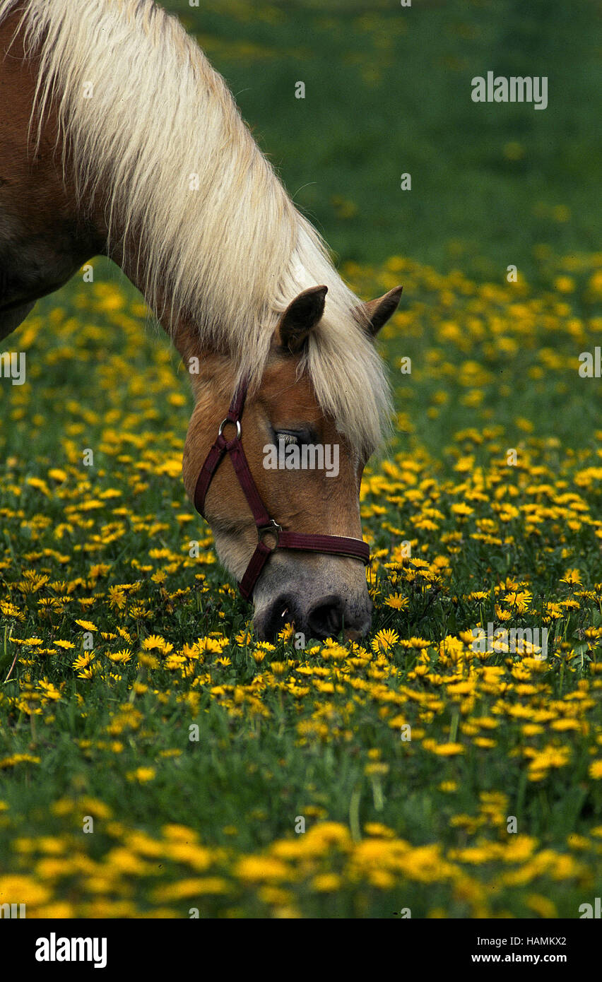 Haflingerpferd High Resolution Stock Photography and Images - Alamy