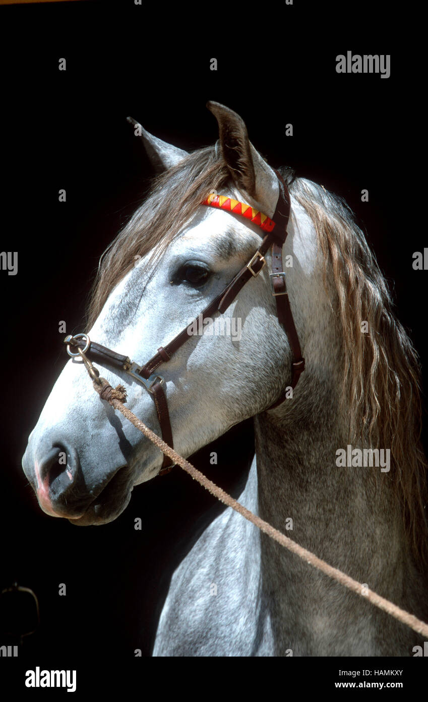 Lusitanos hi-res stock photography and images - Alamy