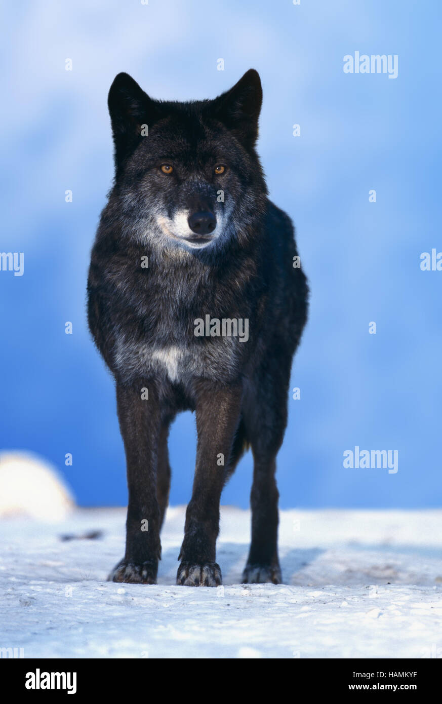 Schwarzer wolf hi-res stock photography and images - Alamy