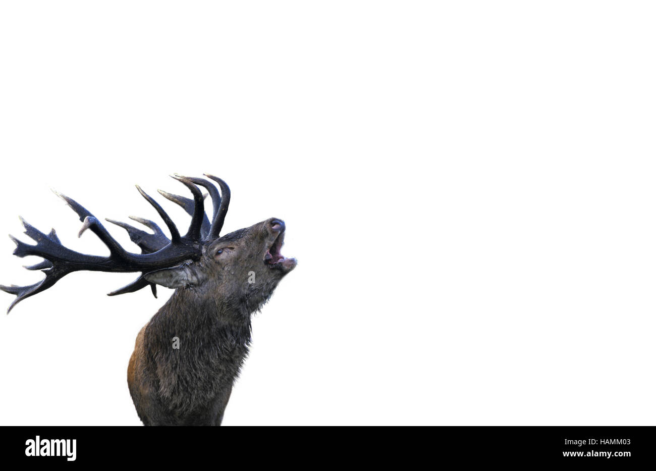 Vivility hi-res stock photography and images - Alamy