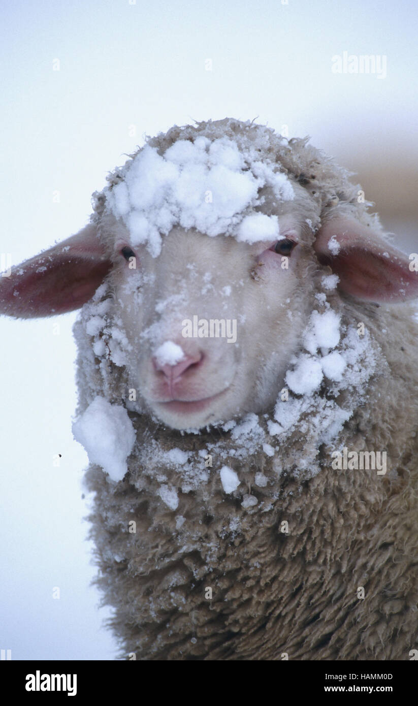 Sheep in snow Stock Photo - Alamy