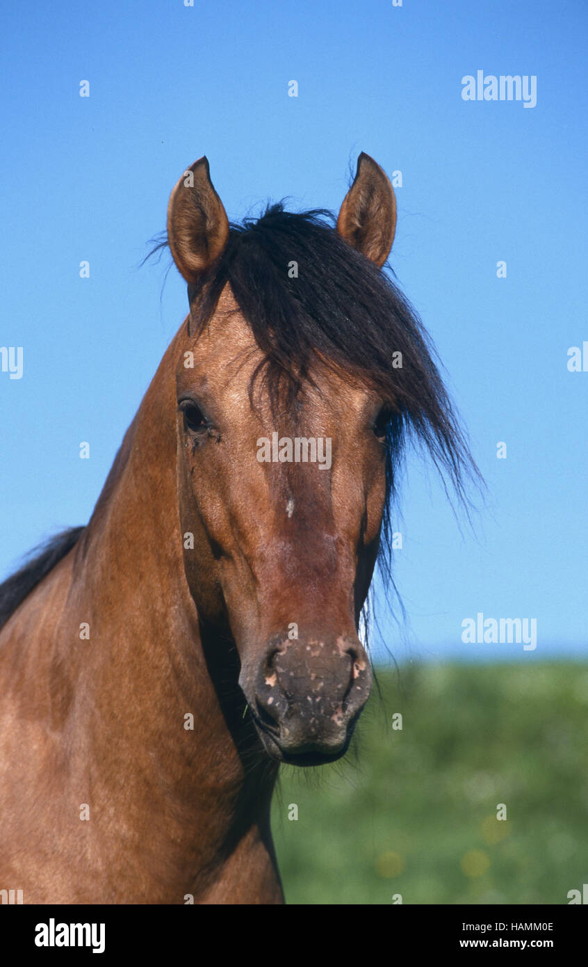 Criollo hi-res stock photography and images - Alamy