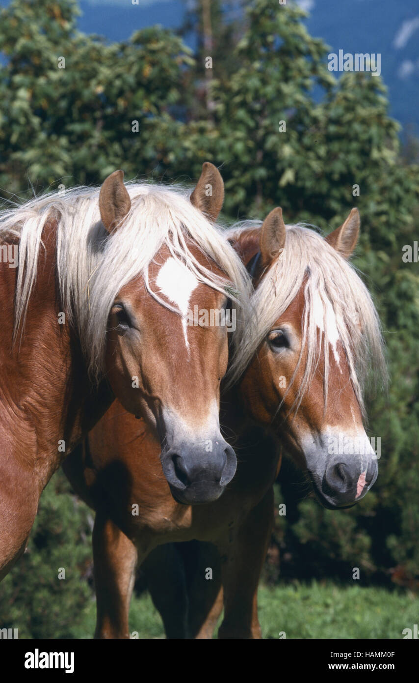 Caballos haflinger hi-res stock photography and images - Alamy