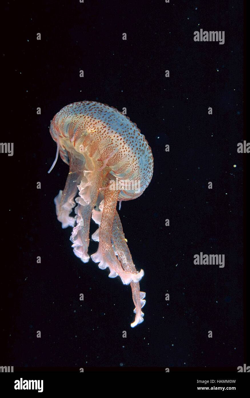 Fascinating fish hi-res stock photography and images - Alamy