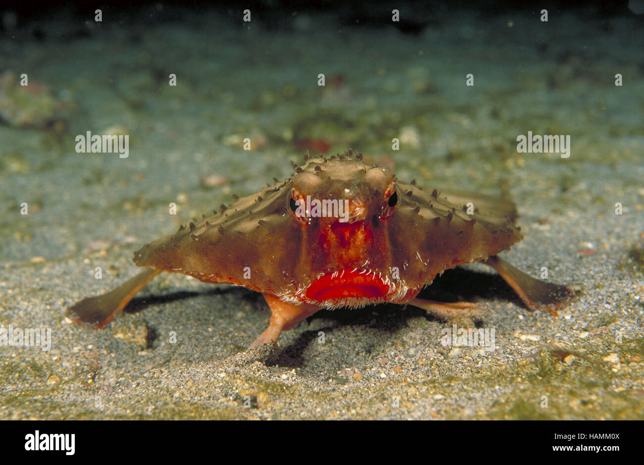 Rotlippen fledermausfisch hi-res stock photography and images - Alamy