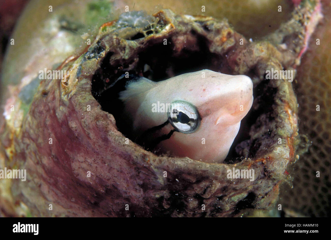 Gobys hi-res stock photography and images - Alamy