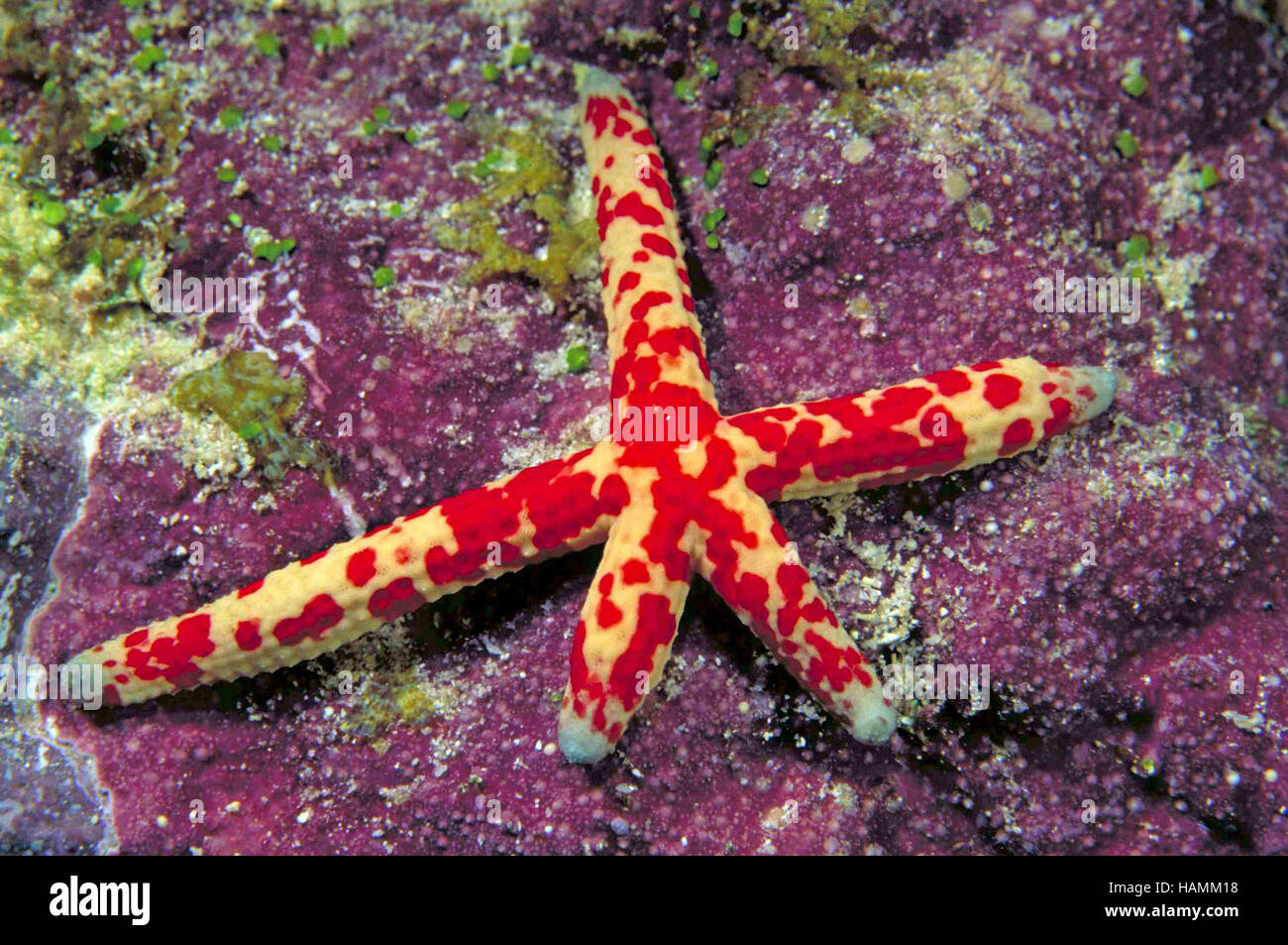 Seestern australien hi-res stock photography and images - Alamy