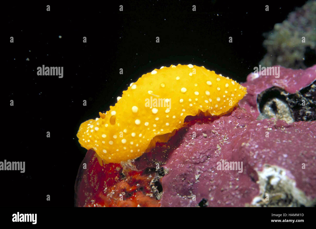Warty sea slug hi-res stock photography and images - Alamy