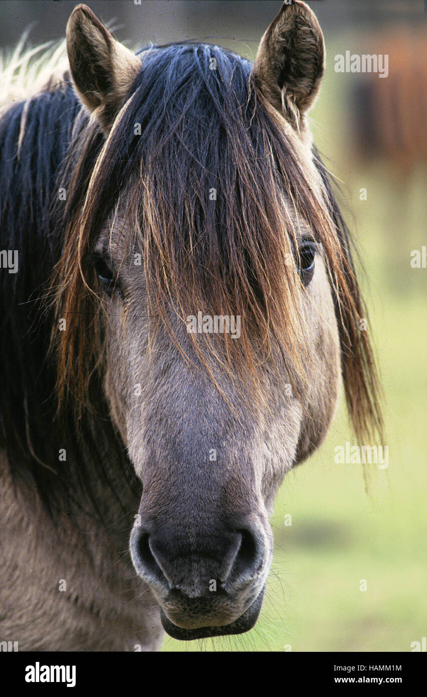 Caballo duelmener hi-res stock photography and images - Alamy