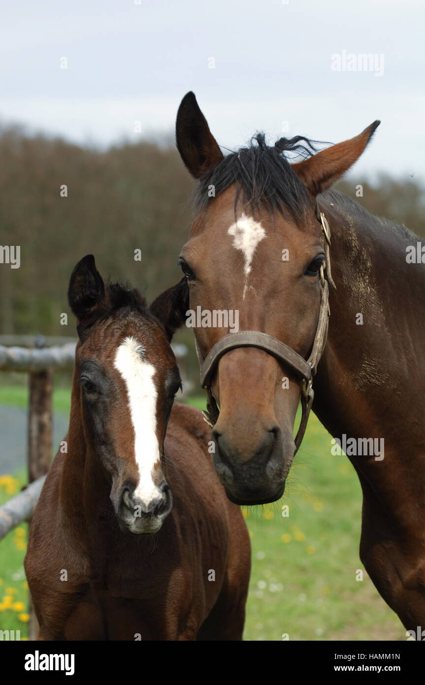 English thoroughbred hi-res stock photography and images - Alamy