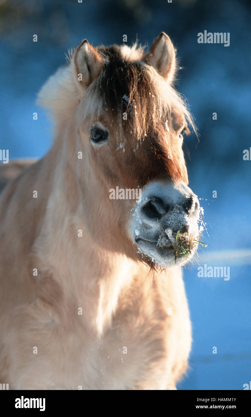 Norweger hi-res stock photography and images - Alamy