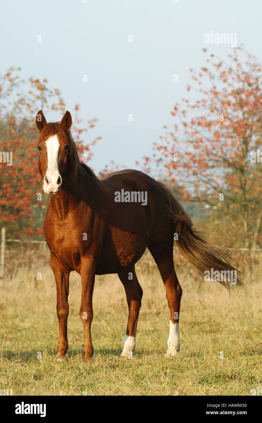 Barb horse hi-res stock photography and images - Alamy
