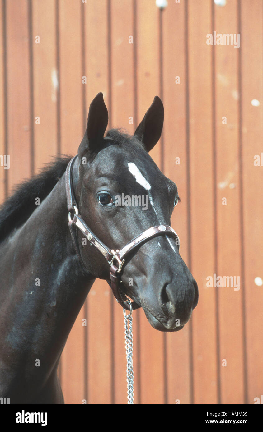 Pferd horse equus tier animal quarter western hi-res stock photography ...