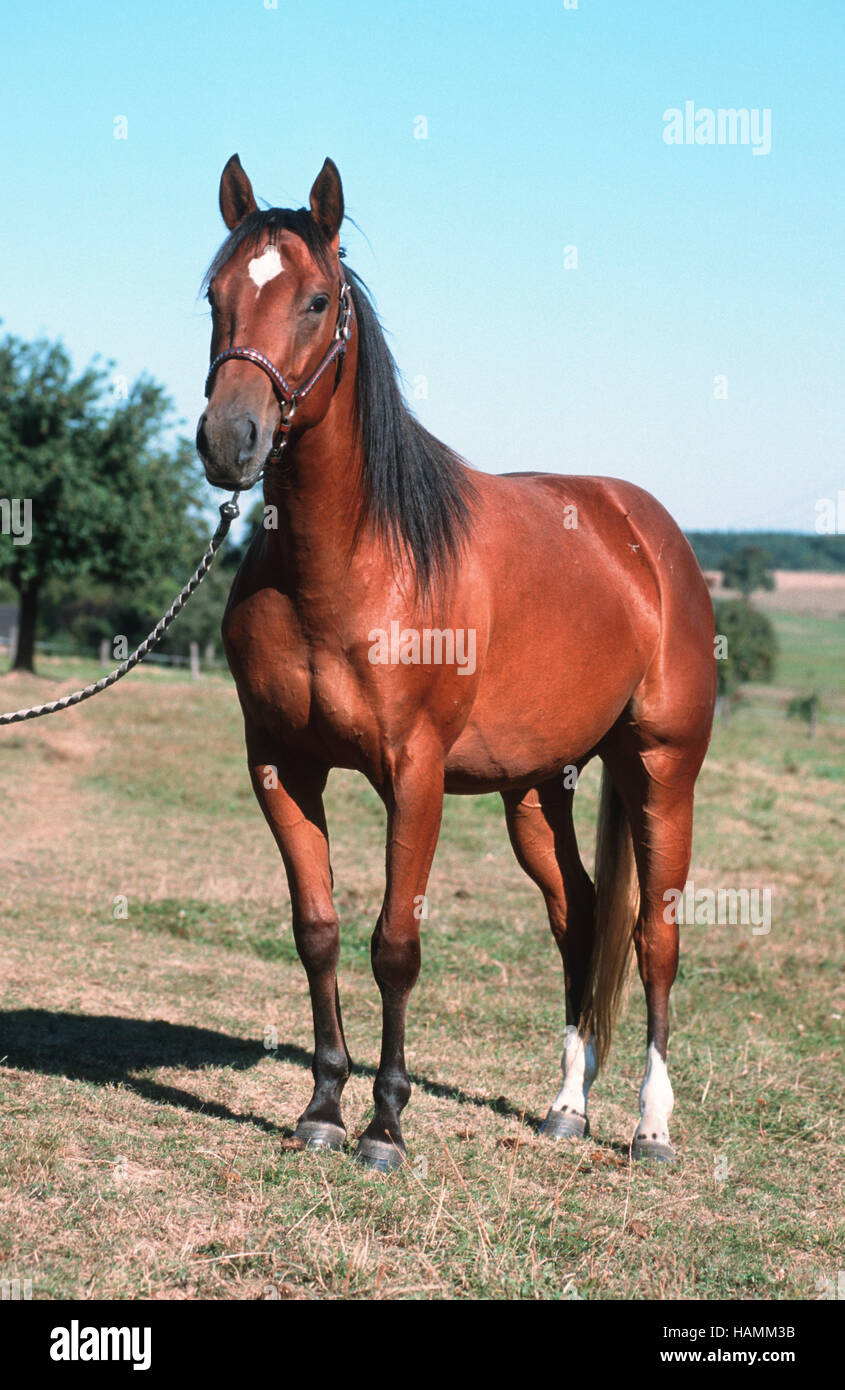 Westernpferd High Resolution Stock Photography and Images - Alamy