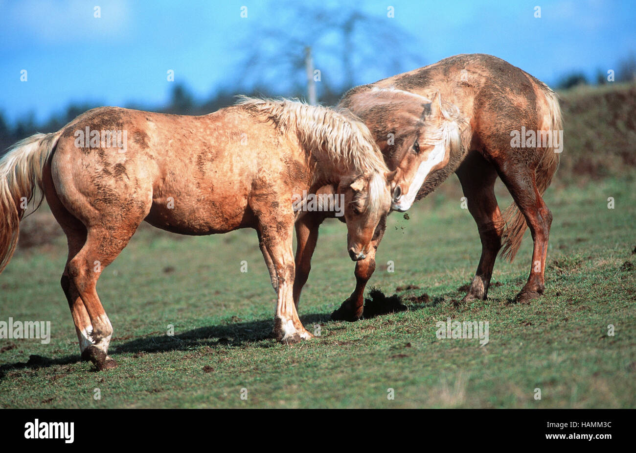 Irische postkarte hi-res stock photography and images - Alamy