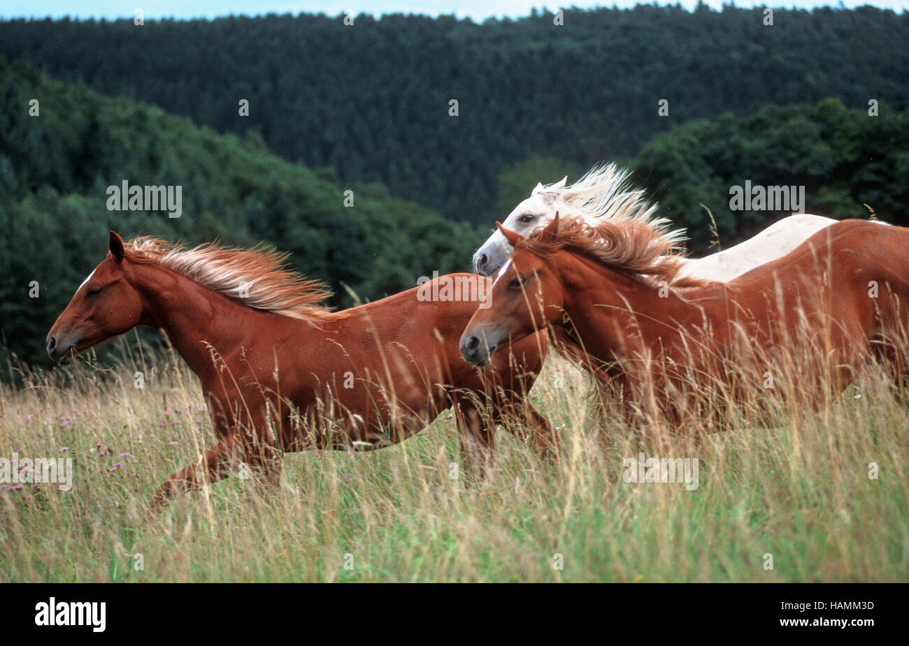 Westernpferd hi-res stock photography and images - Alamy