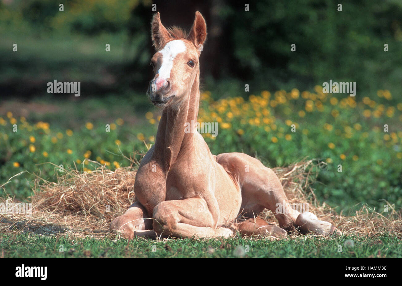 Westernpferd hi-res stock photography and images - Alamy