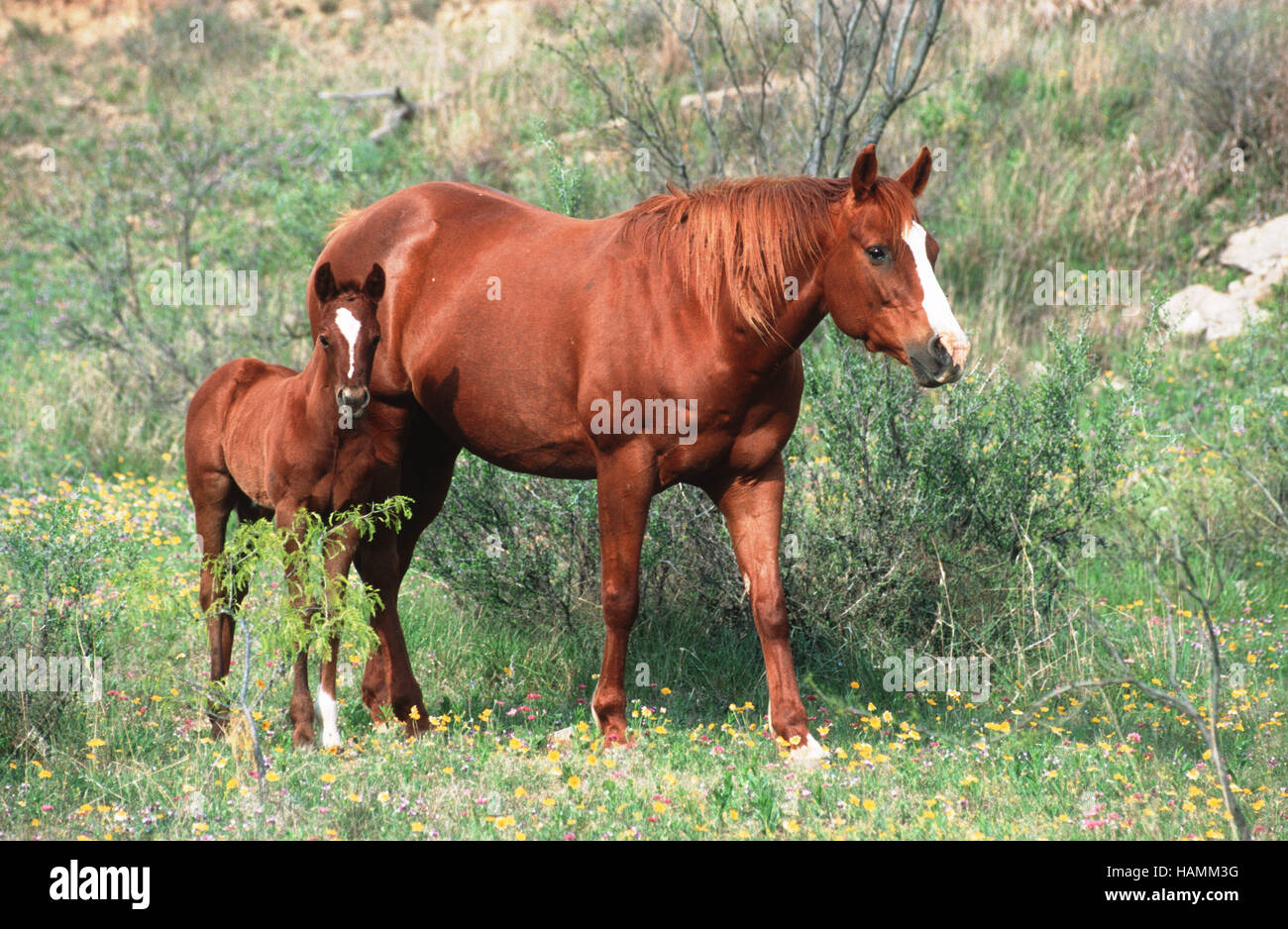 Westernpferd hi-res stock photography and images - Alamy