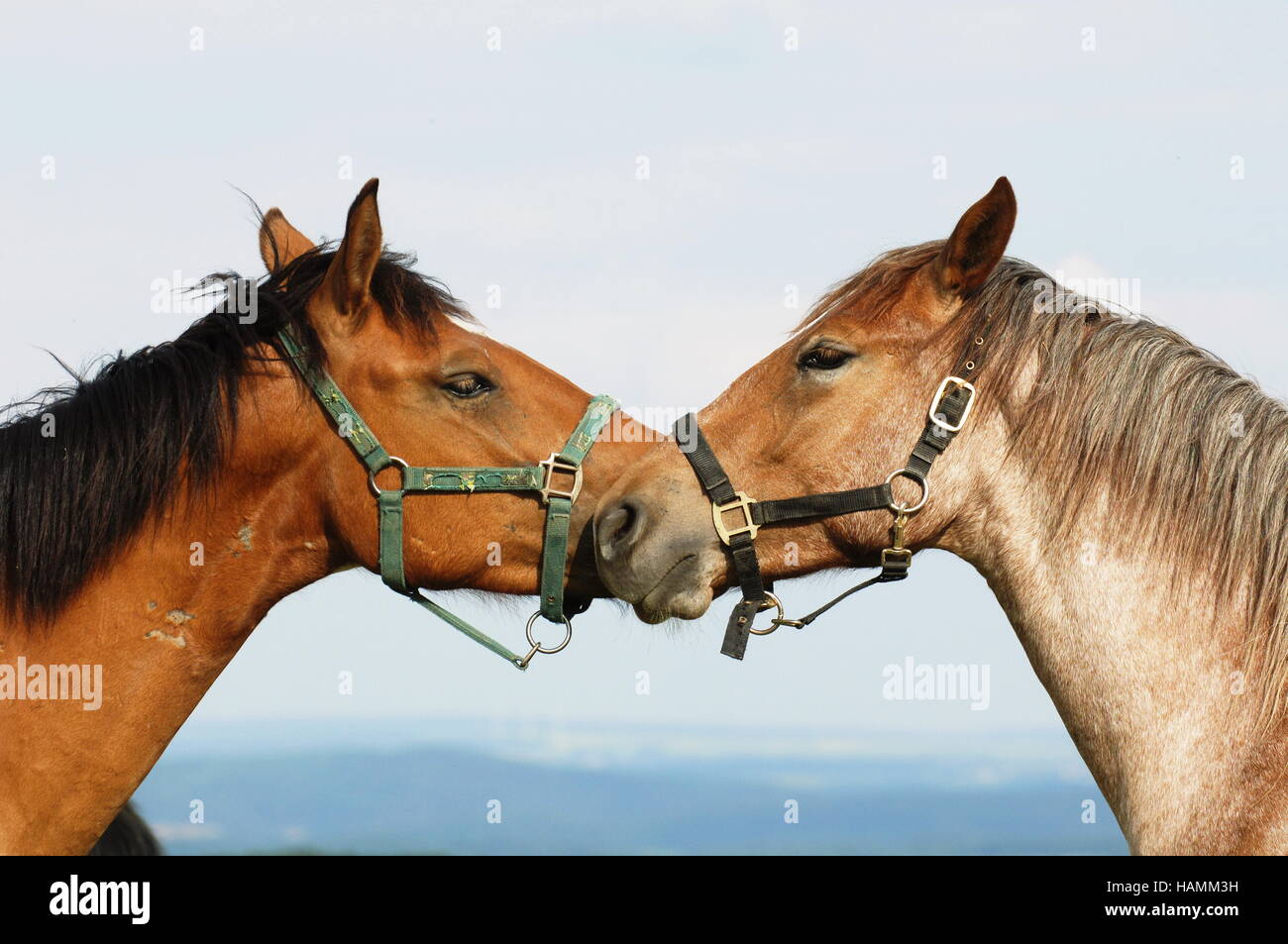 Westernpferd hi-res stock photography and images - Alamy